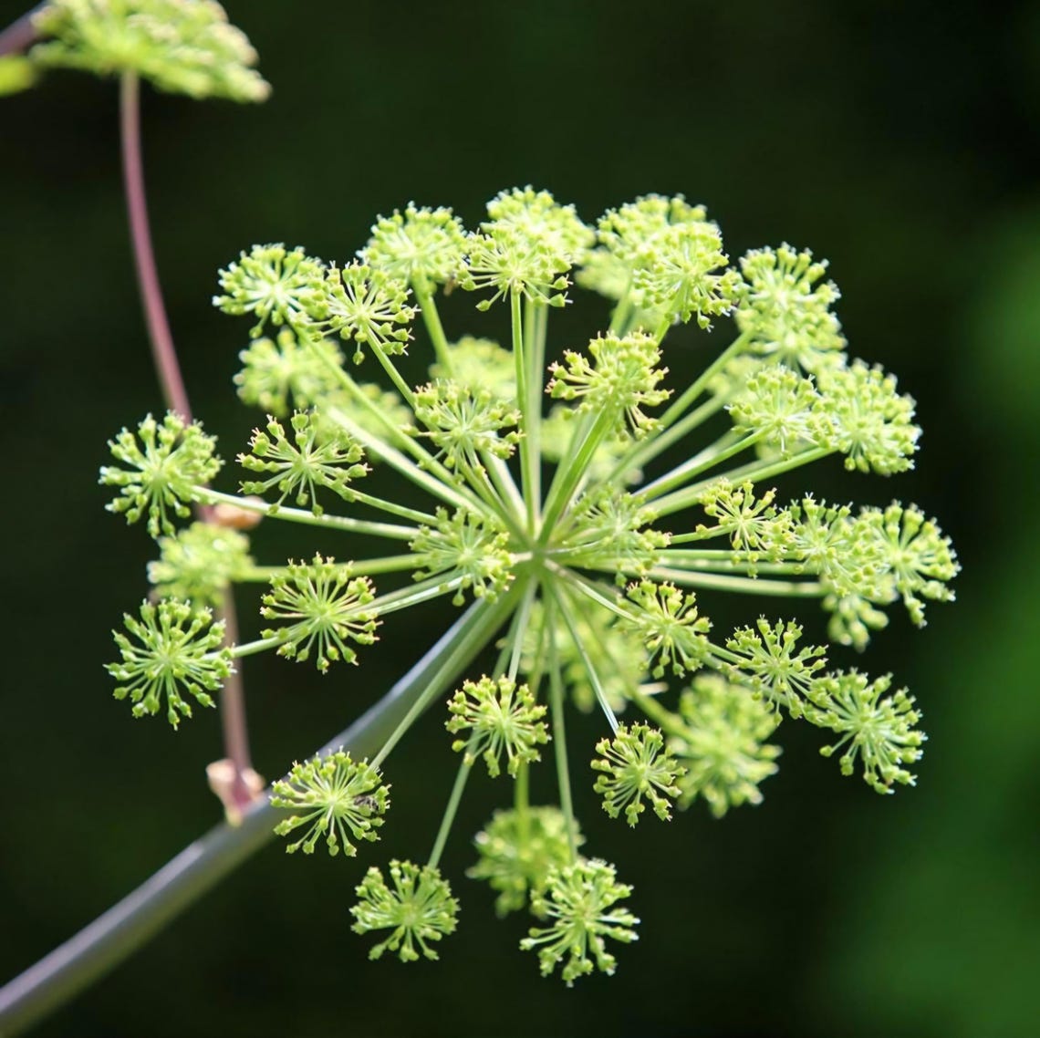 Angelica, Official (angelica Archangelica) Seeds - Etsy