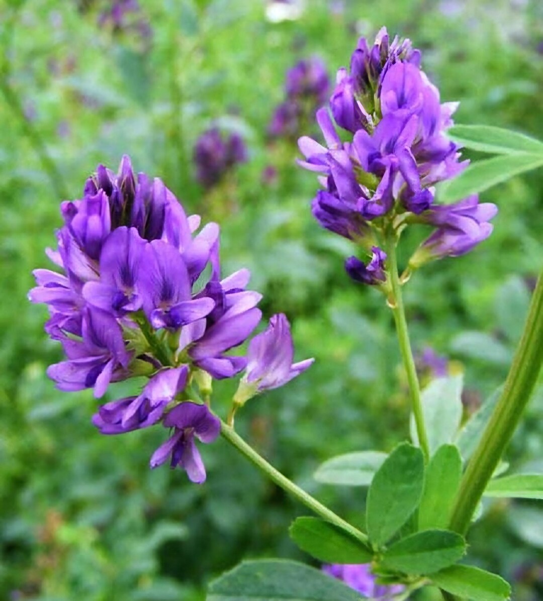 Alfalfa (medicago Sativa) SEEDS - Etsy