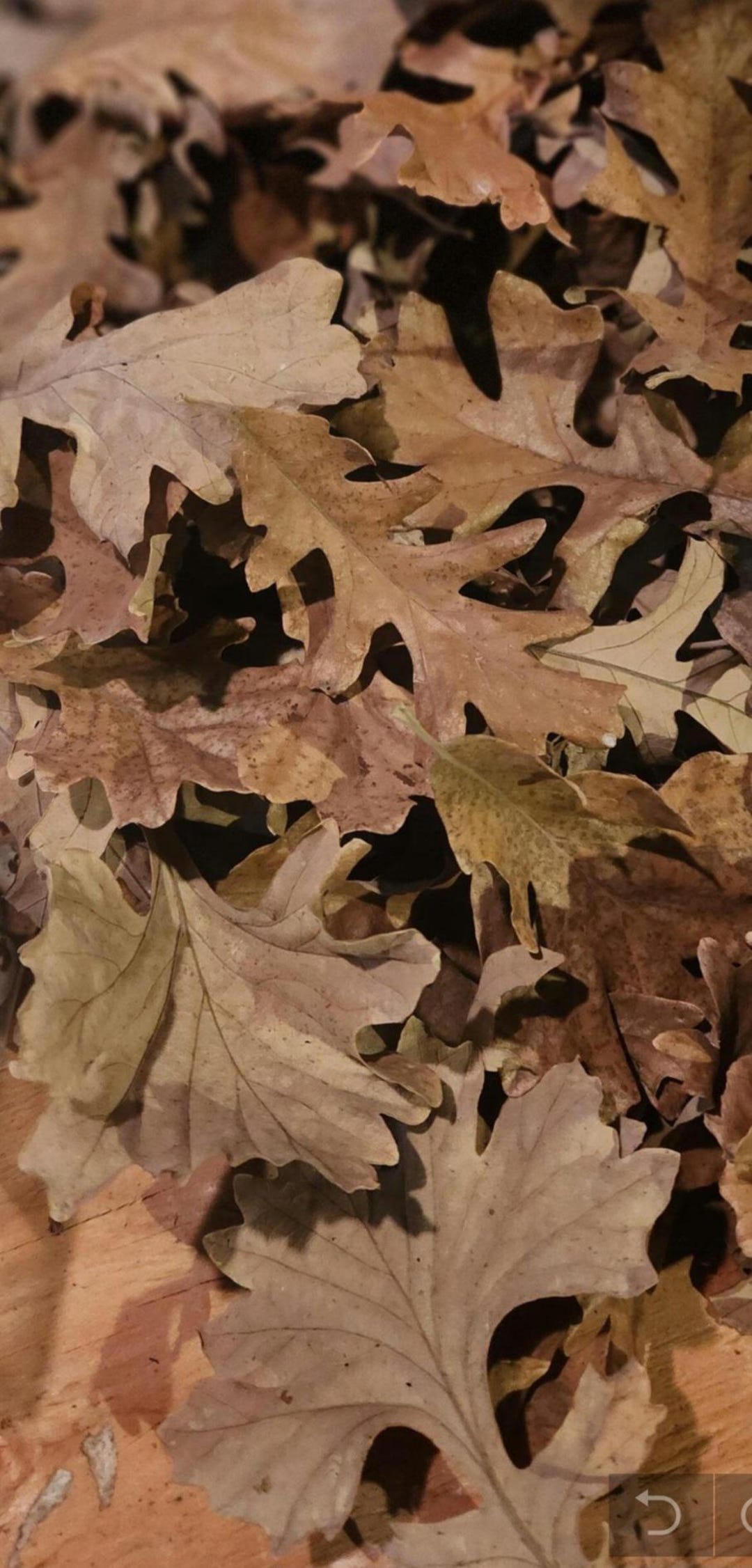 Dried Bur Oak Tree Leaves for Crafting - Etsy