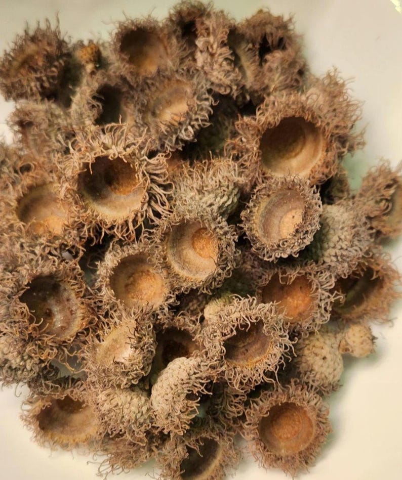 Real Bur Oak Empty Acorn Shells, "nests", Small Size - Etsy