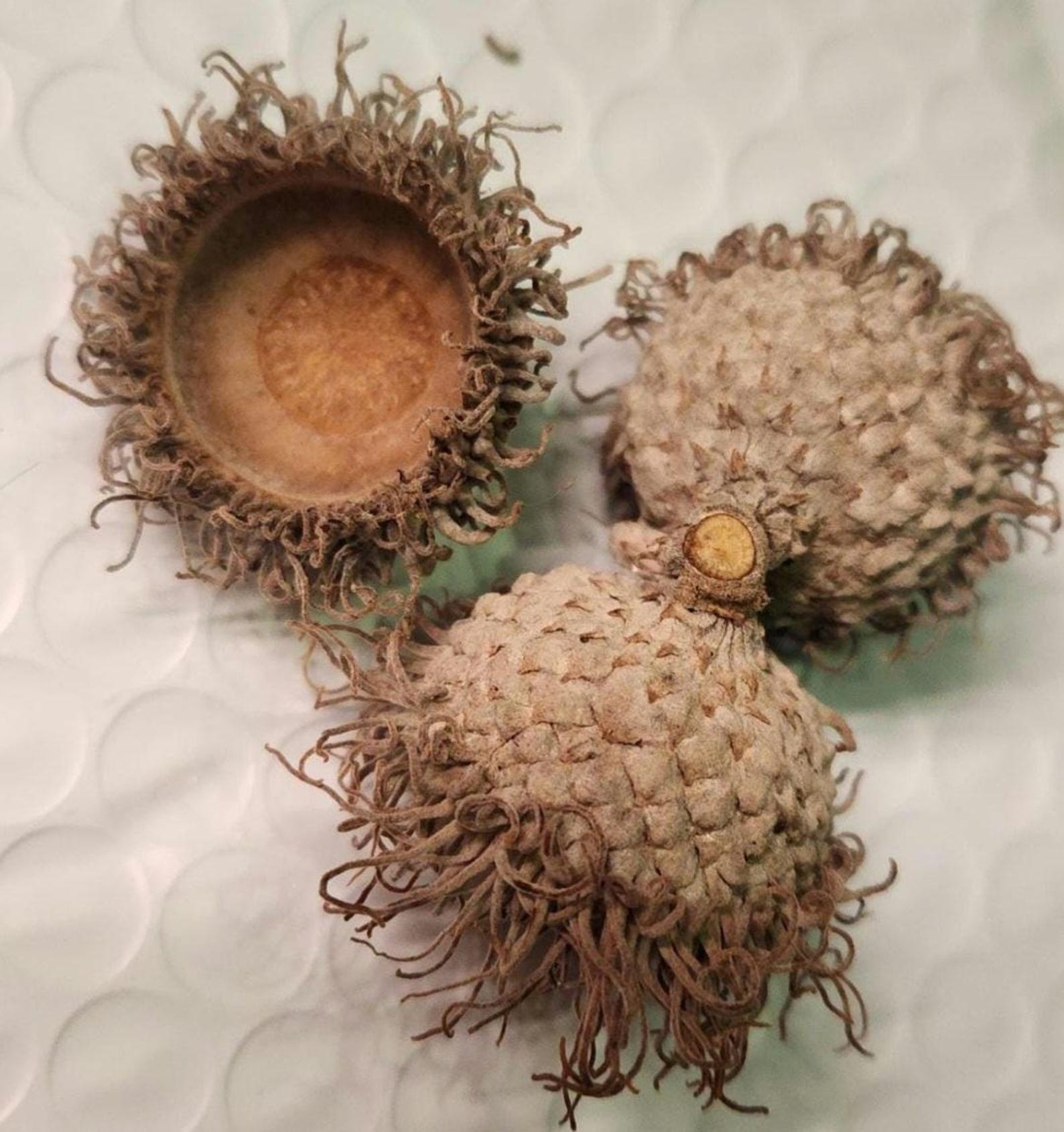 Real Bur Oak Empty Acorn Shells, "nests" - Etsy