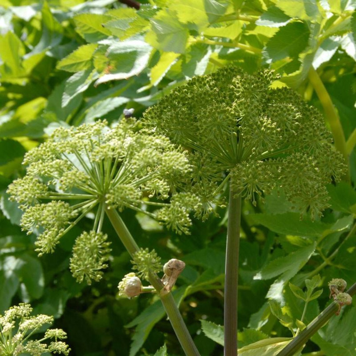 Angelica, Official (angelica Archangelica) Seeds - Etsy