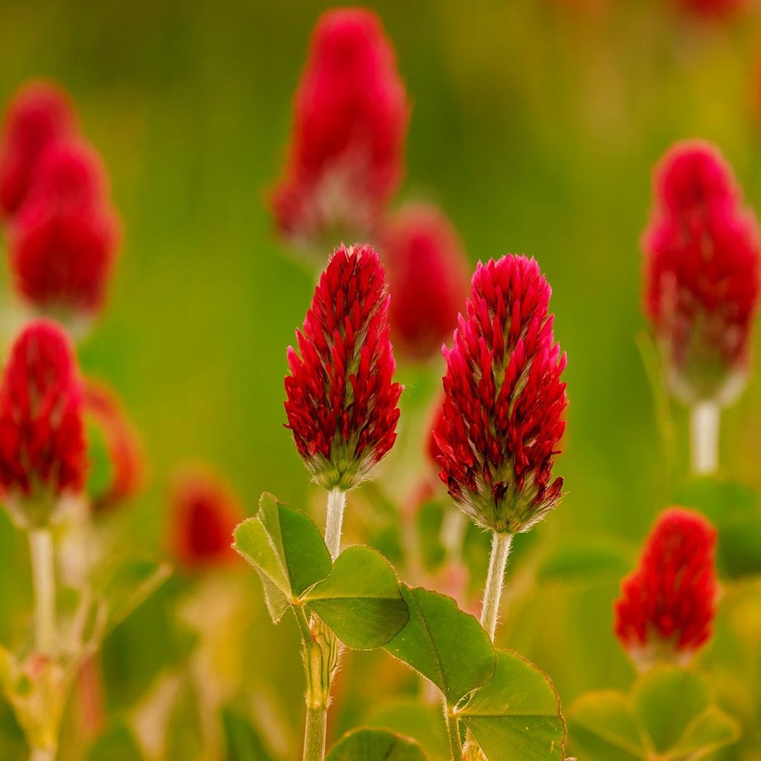 SEMILLAS de Trébol Carmesí, (Trifolium incarnatum) - Etsy México