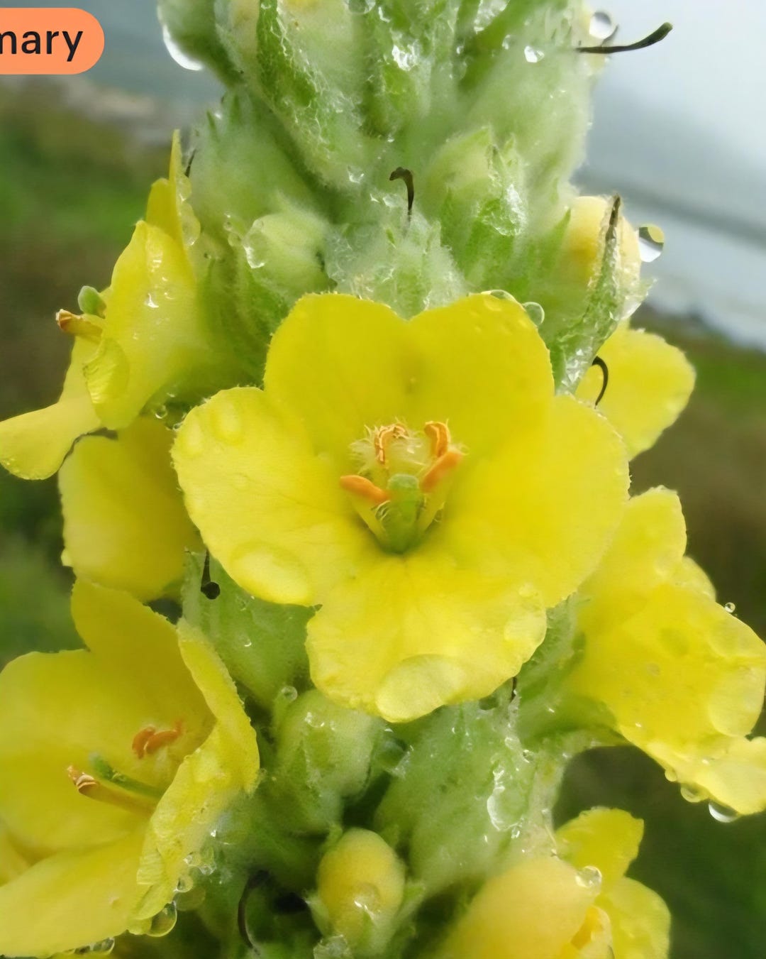 Greek Mullein (verbascum Olympicum) SEEDS - Etsy