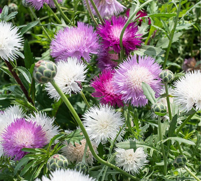 Imperialis Sweet Sultan Flower SEED Mix (amberboa Moschata) - Etsy
