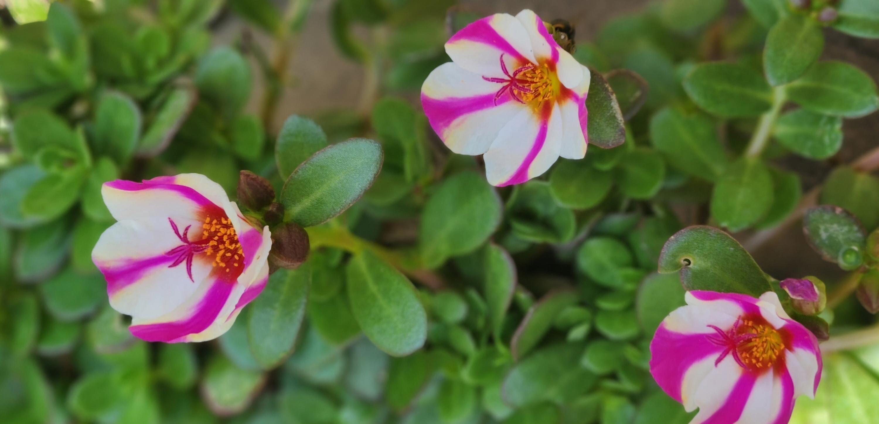 Pink Lady Portulaca Purslane (portulaca Grandiflora) Flower SEEDS - Etsy