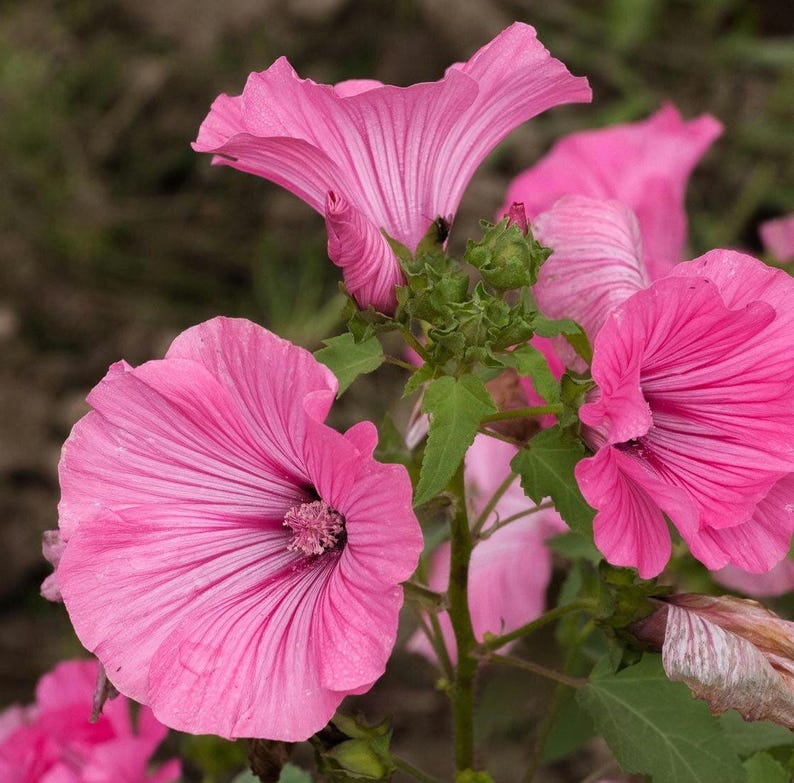 Tree Mallow Seeds (lavatera Trimestris) - Etsy