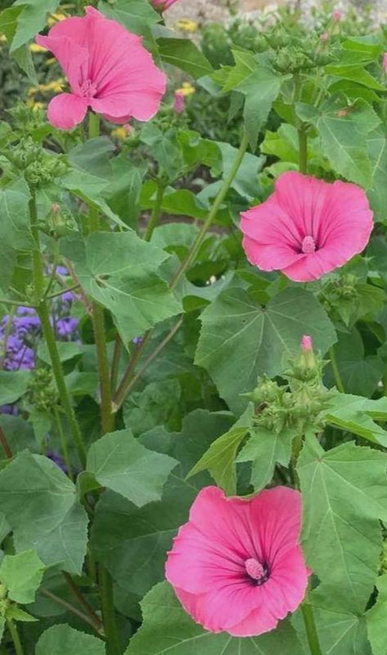 Tree Mallow Seeds (lavatera Trimestris) - Etsy