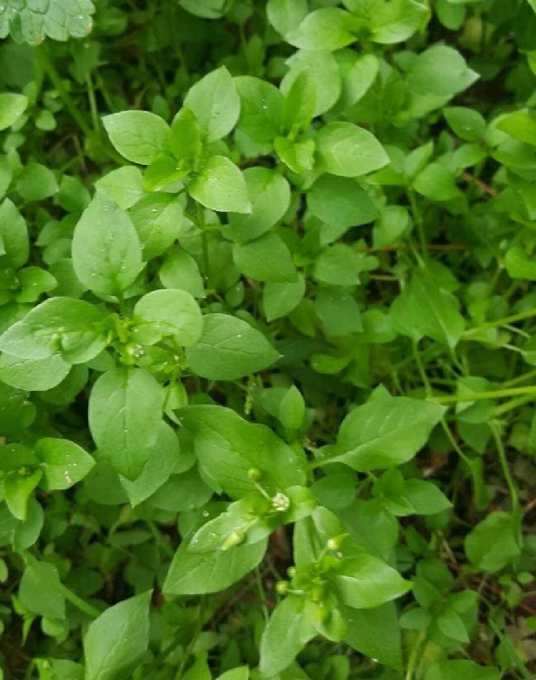 Chickweed SEEDS (stellaria Media) - Etsy