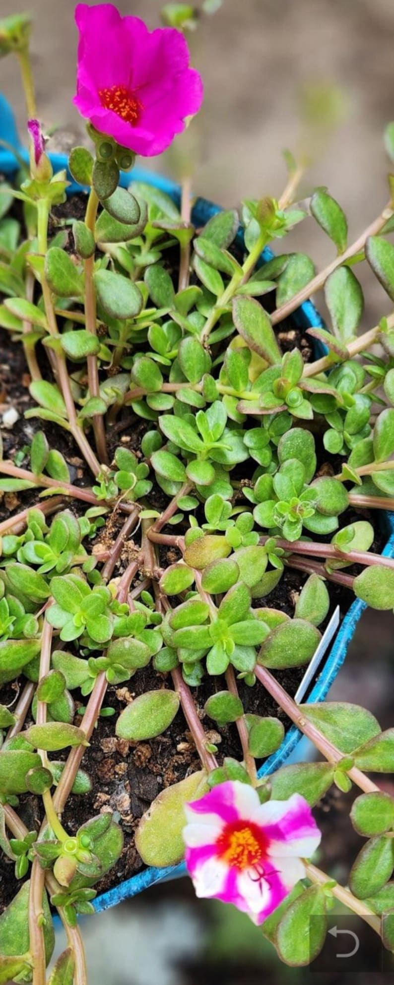 Pink Lady Portulaca Purslane (portulaca Grandiflora) Flower SEEDS - Etsy