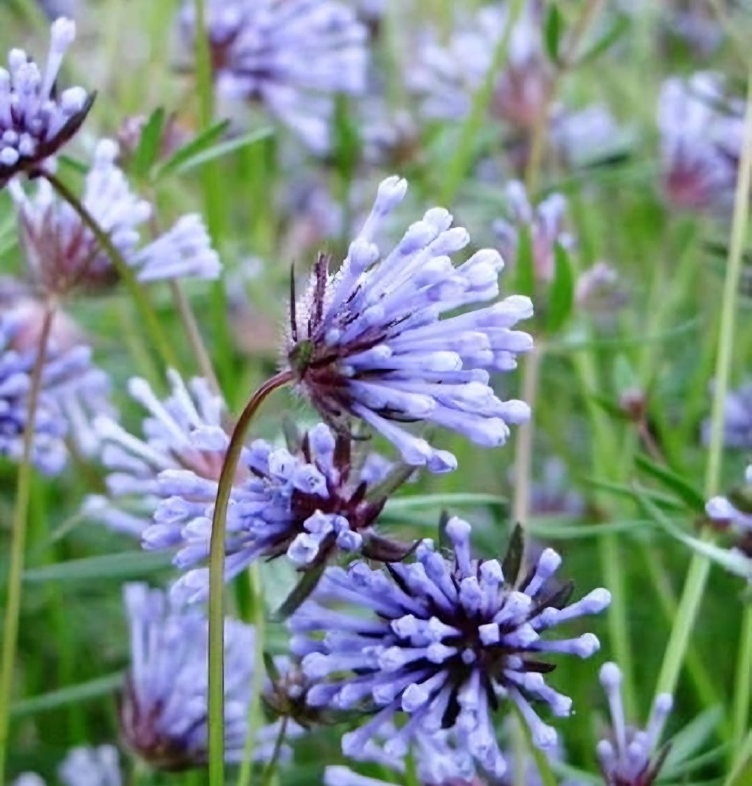 Blue Woodruff (aspetula Orientalis) SEEDS - Etsy