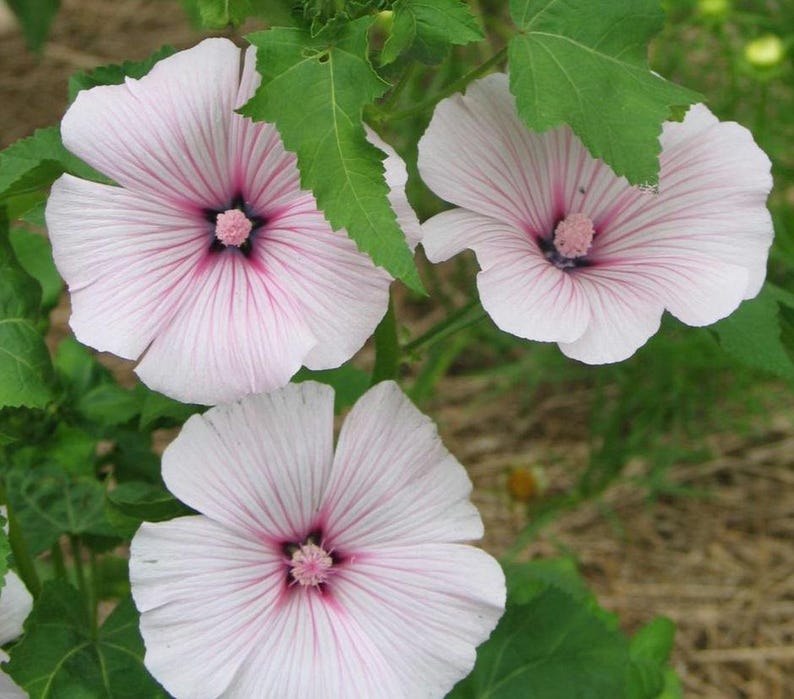 Tree Mallow Seeds (lavatera Trimestris) - Etsy