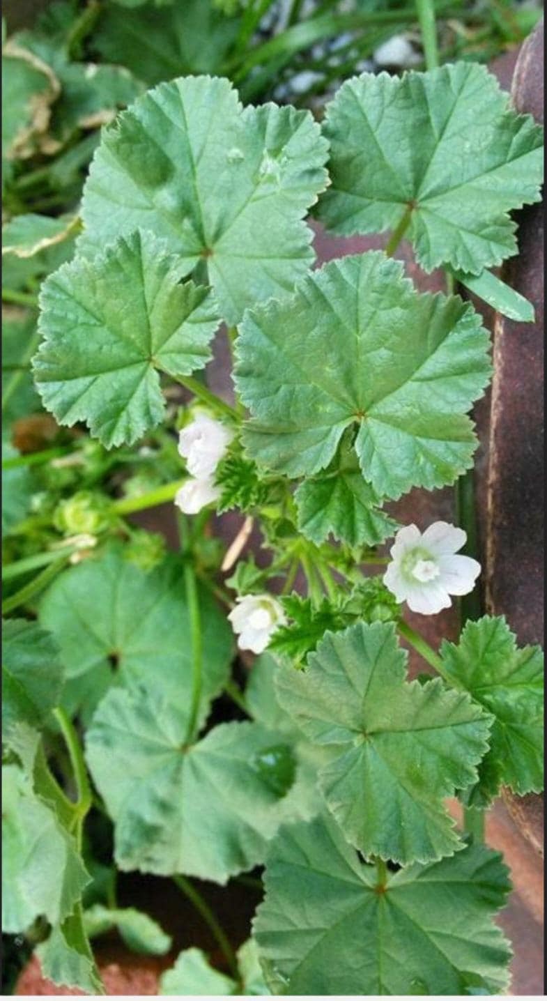 Mallow, Common (malva Neglecta) SEEDS - Etsy