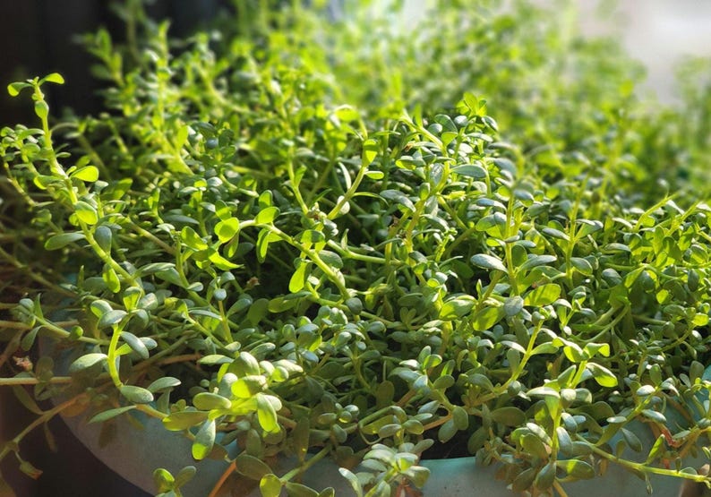 Brahmi (bacopa Monnieri) SEEDS - Etsy