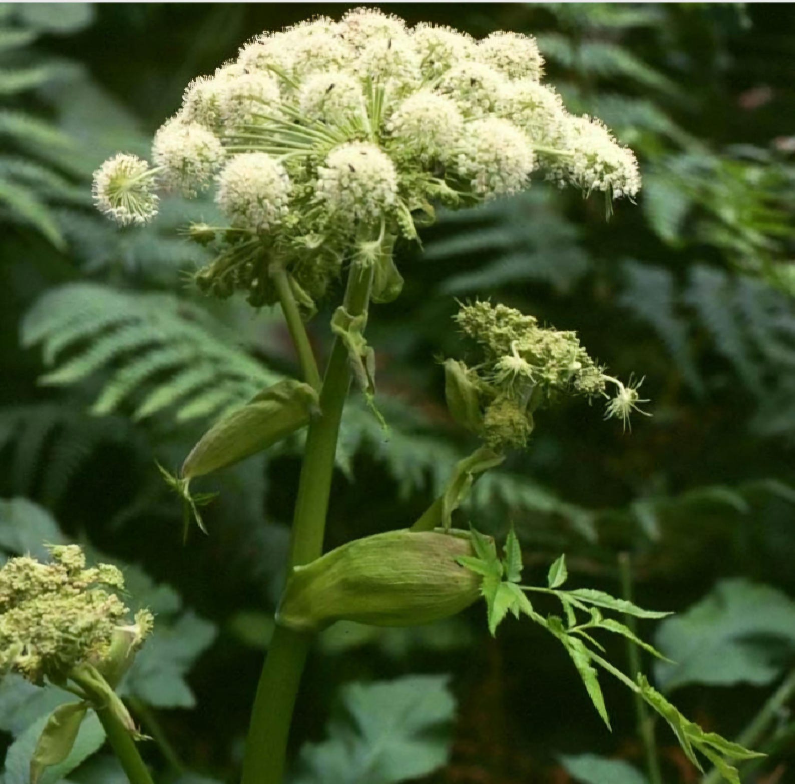 Angelica, Official (angelica Archangelica) Seeds - Etsy