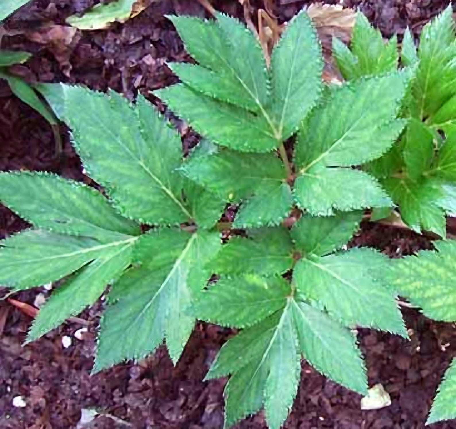 Angelica, Official (angelica Archangelica) Seeds - Etsy
