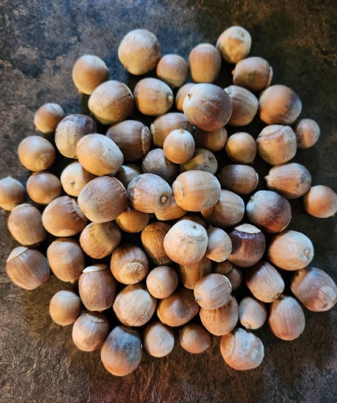 Real Burr Oak Acorns (without Shell, SMALL Size), Crafting Acorns - Etsy