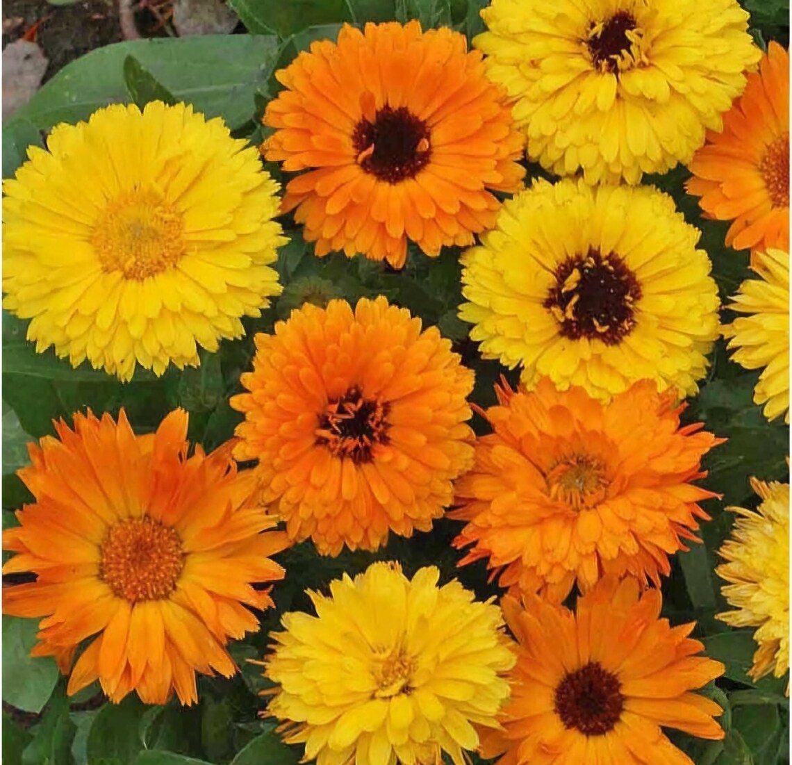 Calendula Seeds (calendula Officinalis) - Etsy