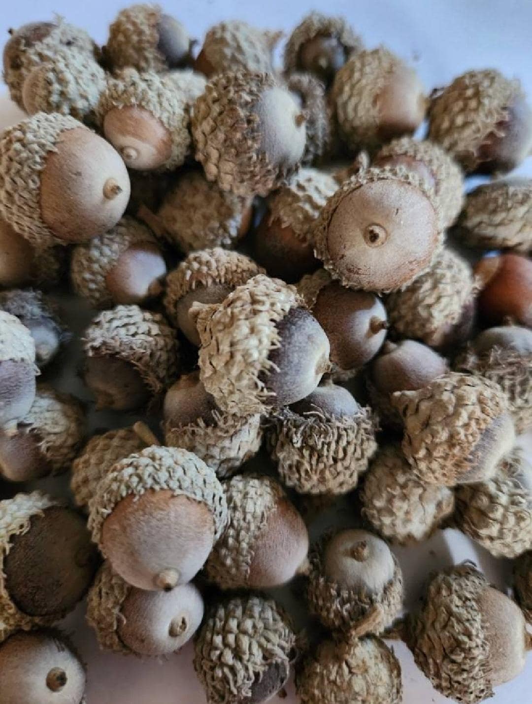 Real Bur Oak Acorns (organic) - Misc. SMALL Sizes, Fresh - Etsy