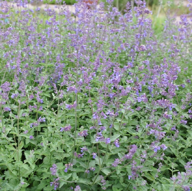 Catnip Seeds (nepeta Cataria) - Etsy