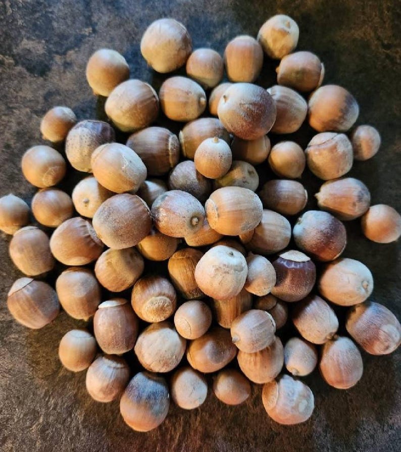 Real Burr Oak Acorns (without Shell, SMALL Size), Crafting Acorns - Etsy