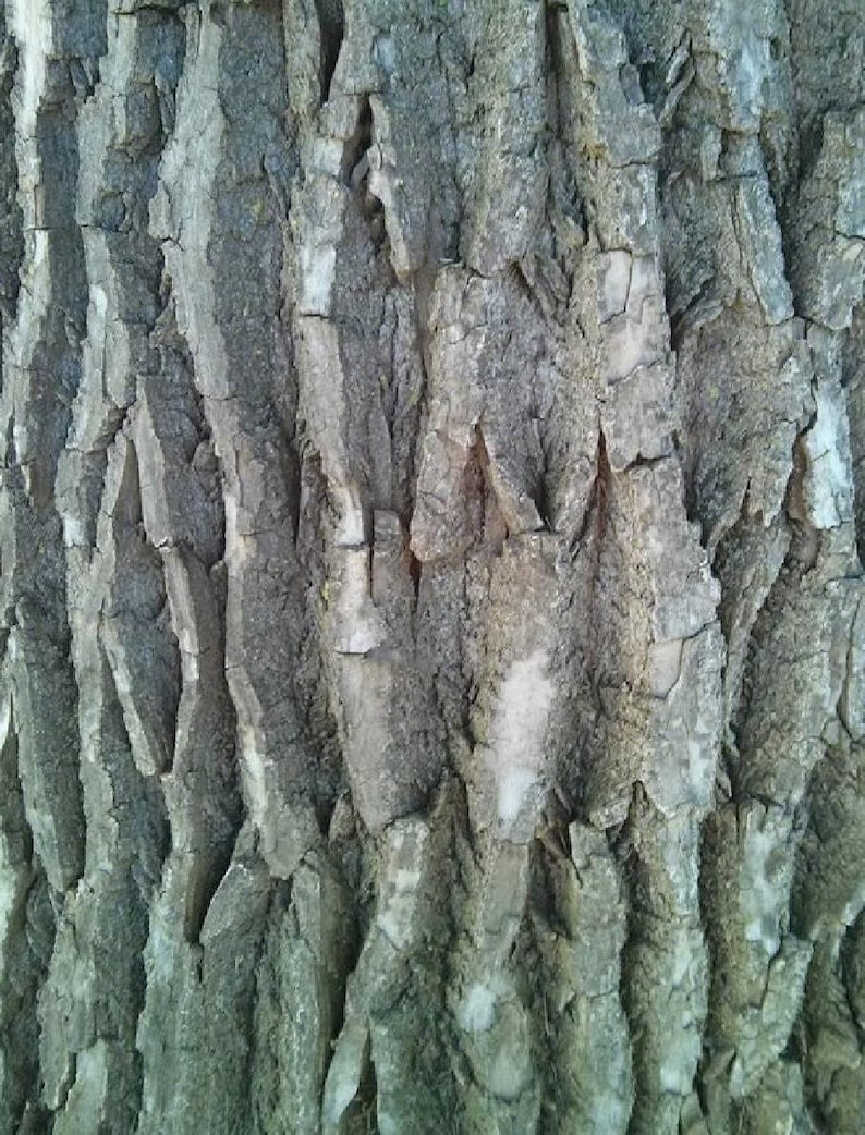 Cottonwood Tree SEEDS (populus Deltoides) - Etsy