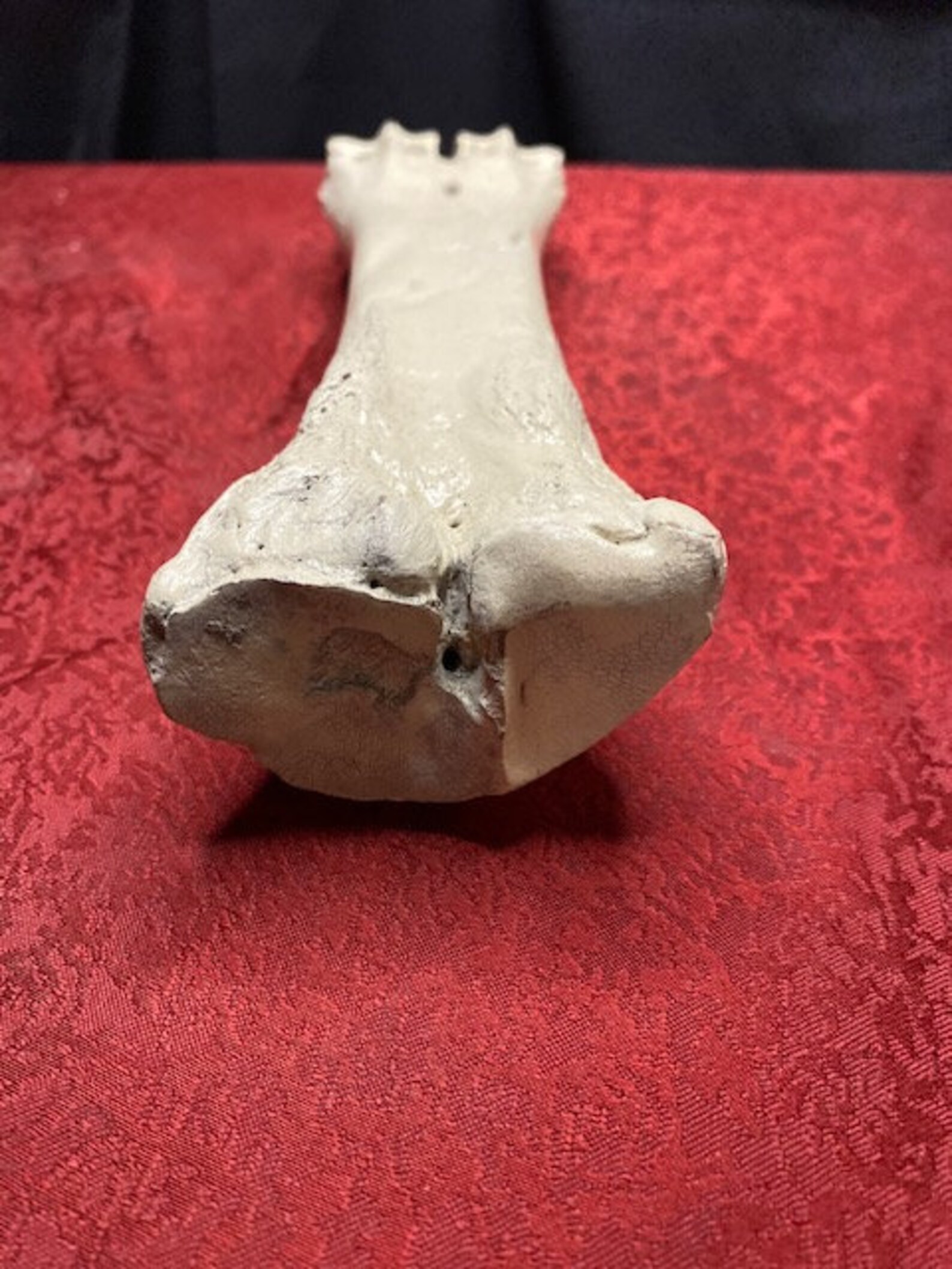 Painted Cow Cannon Bone 8 3/4 - Etsy Polska