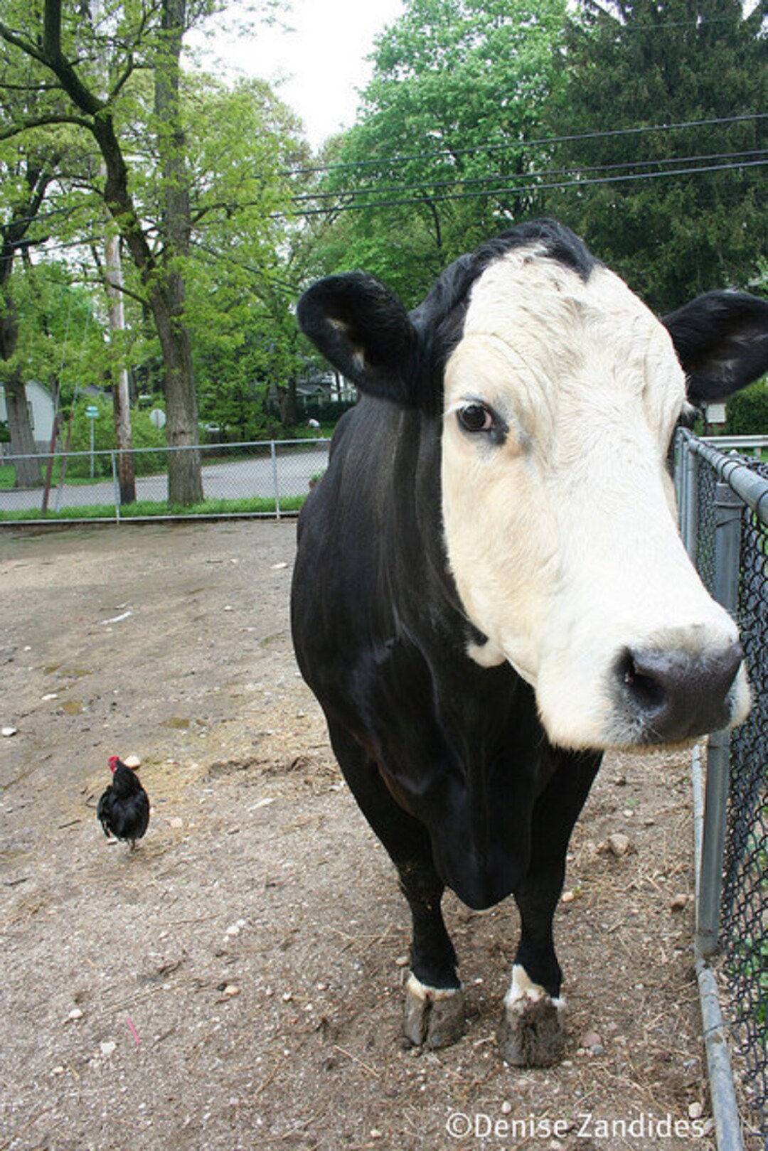 Cow and Chicken Photo - Etsy