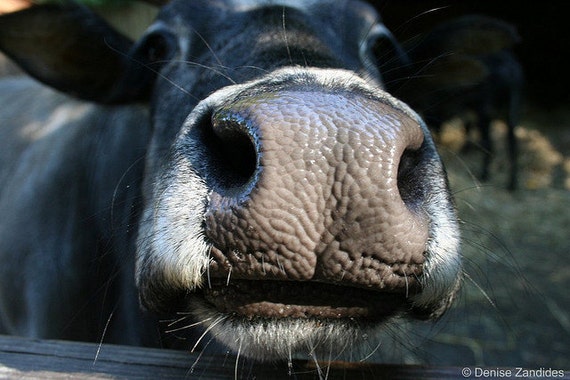 Cow Snout Photo | Etsy