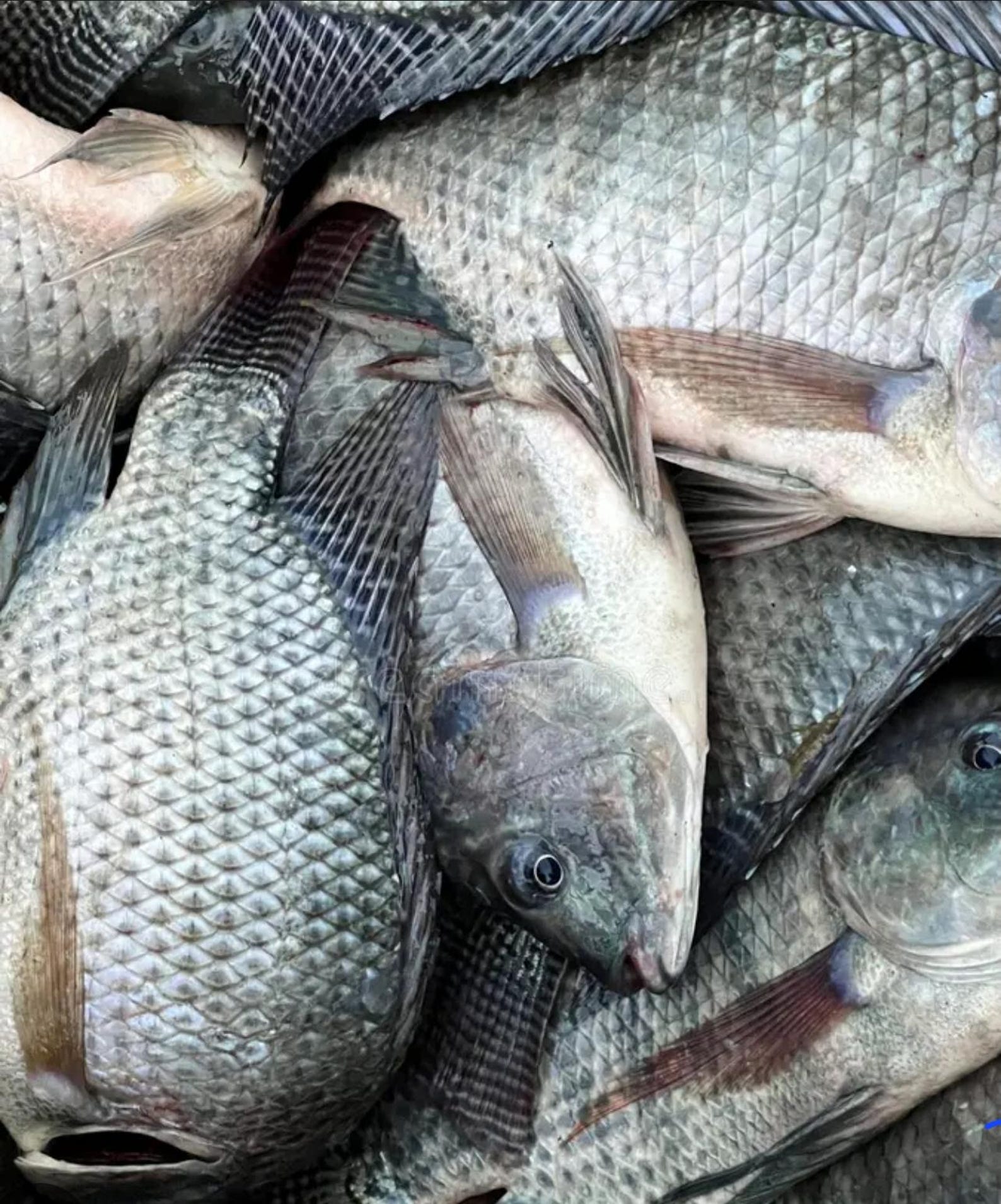 Fresh Tilapia Fish, Tasty and Sizeable - Etsy