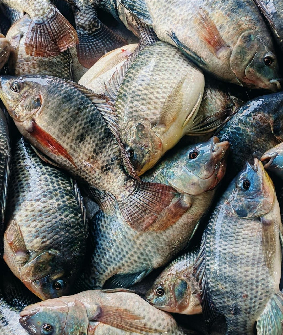 Fresh Tilapia Fish, Tasty and Sizeable - Etsy