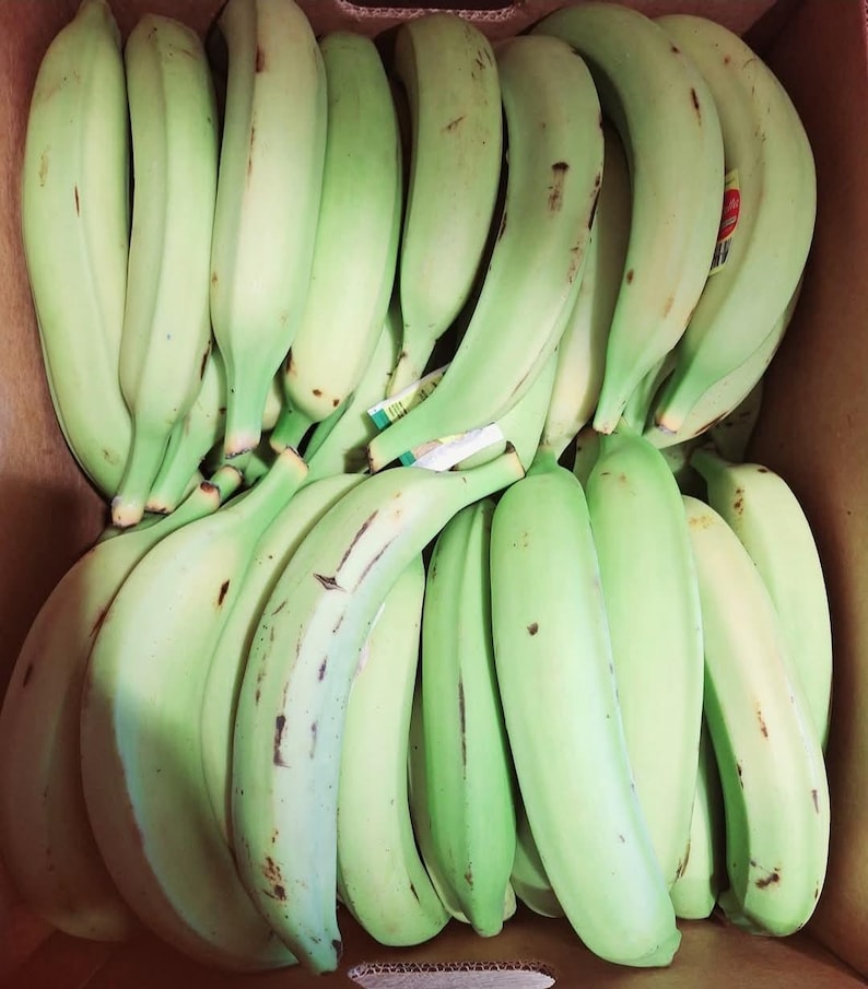 Fresh Green Plantain, Unripe Cooking Banana - Etsy