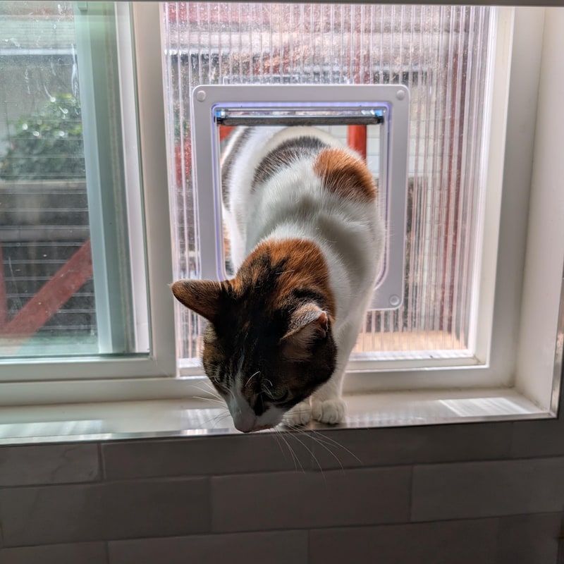 Cat Door Window Winter - Etsy