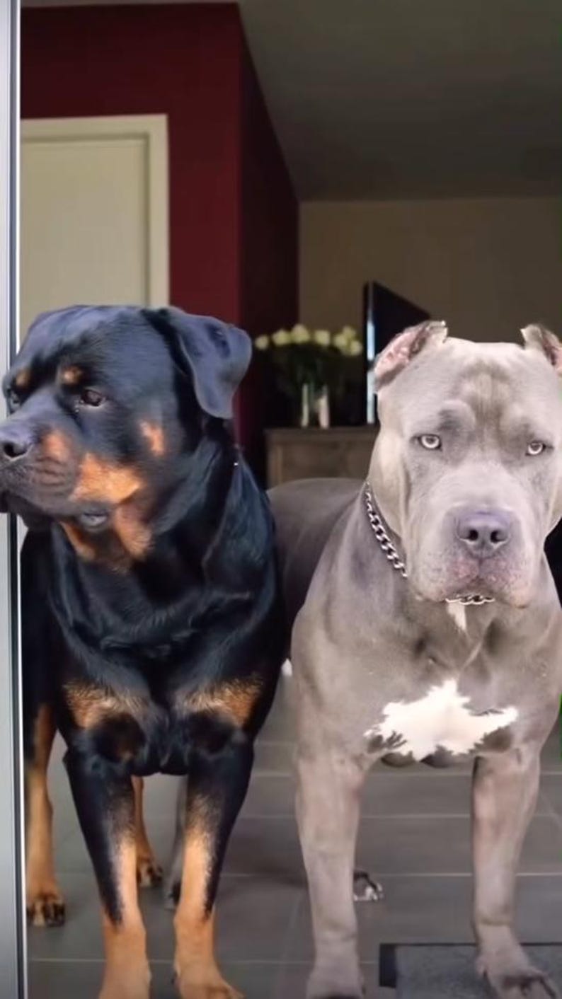 200+ Viral Dogs and Cats Videos – High-quality Pack for Social Media ...