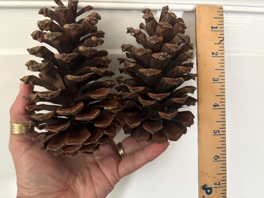 Naturally and Ethically Sourced and Harvested North Carolina Long Leaf ...