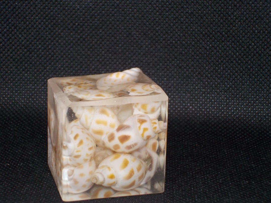 Clear Resin Block Containing Japonica Shells - Paperweight - Etsy