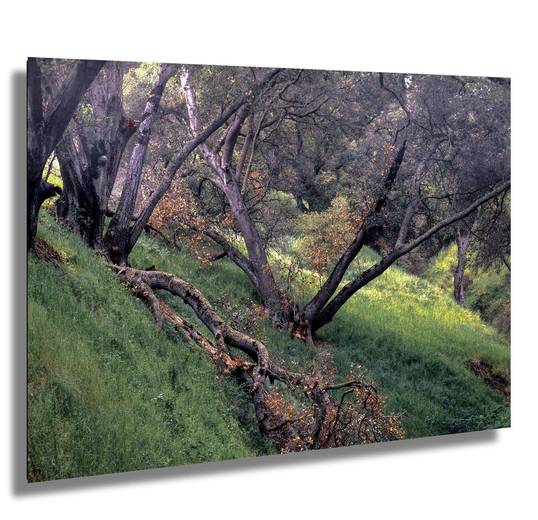 Trees, Spring, Green, Large Canvas, Gifts, Large Wall Art - Etsy