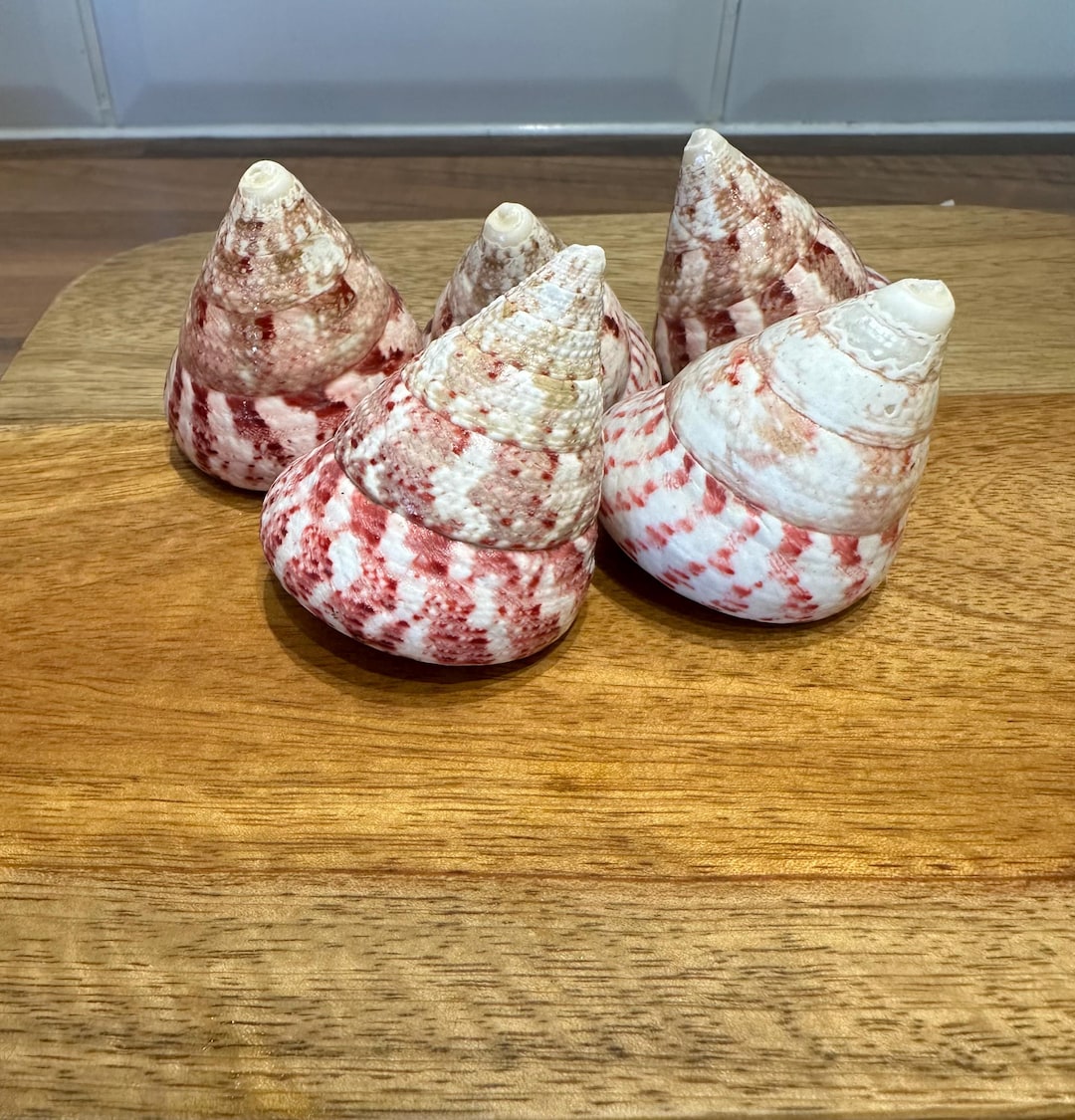 Strawberry Trocha Shells (set of 10) - Red Speckled Craft Supplies - Etsy