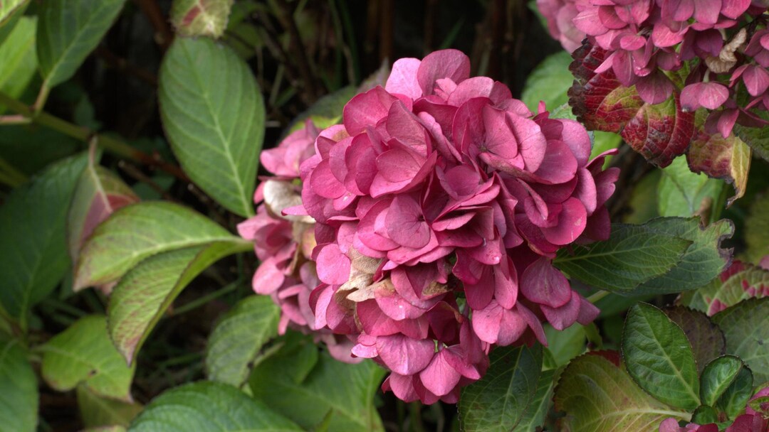 Pink Hydrangea - Desktop Wallpaper - Etsy