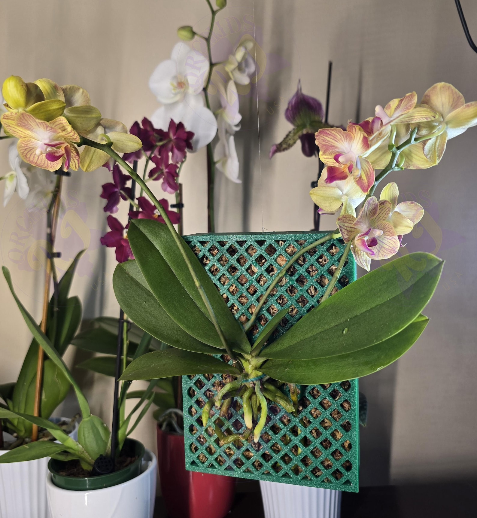 Orchids Planter Box - Etsy