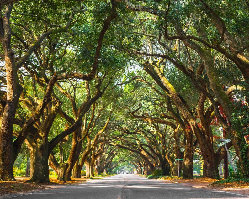 South Boundary Avenue Art Print, Aiken SC Wall Art, Rustic South ...