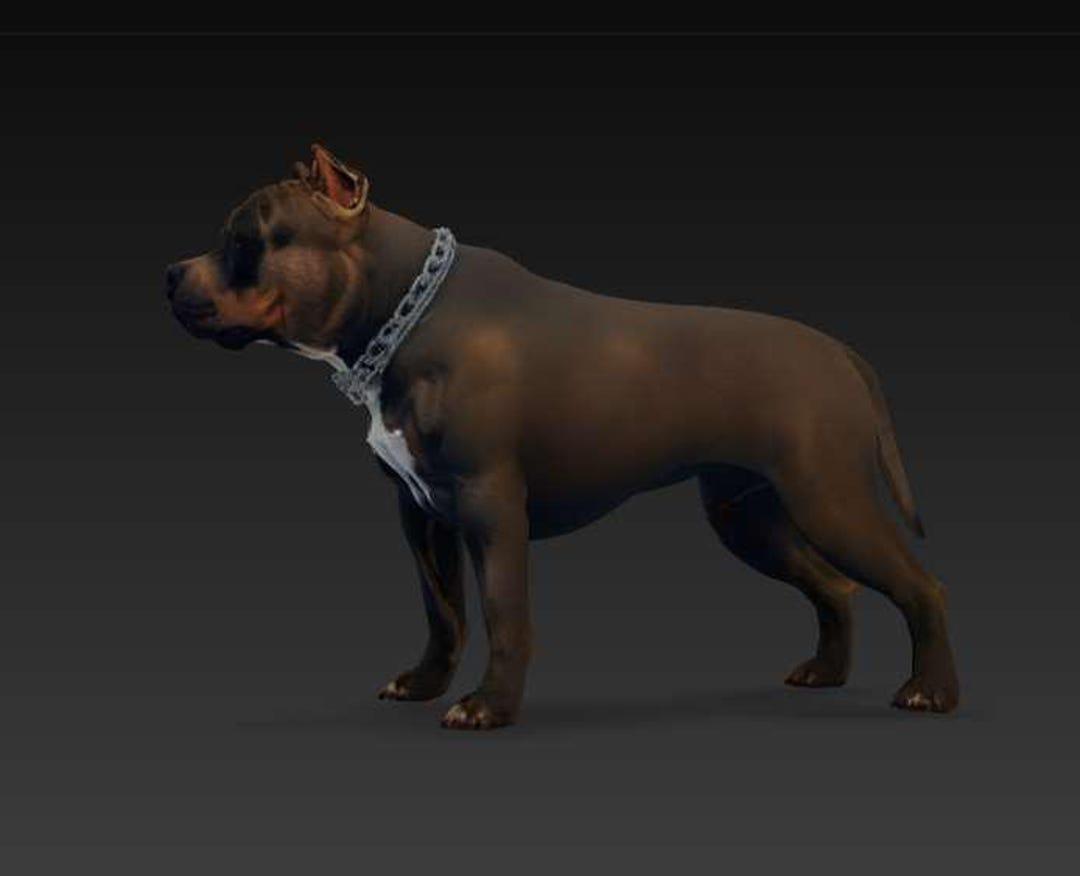 A Muscular Pitbull Dog Wearing a Heavy Chain Collar - Etsy