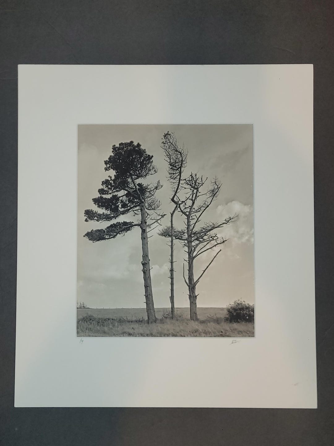 2003 Luca Paradisi Platinum Palladium Photography Art "trees" - Etsy