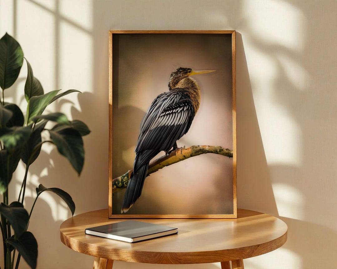 Anhinga Portrait - Downloadable Photograph of Bird, Ready to Print ...