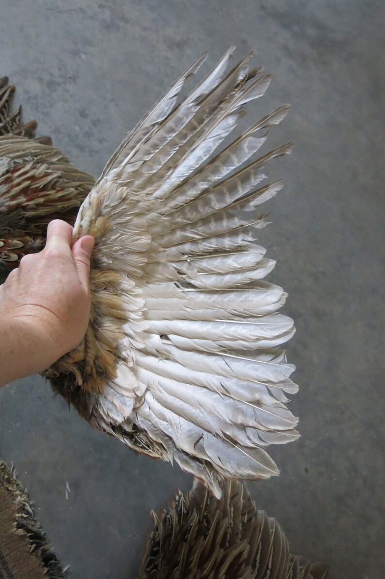 Beautiful and Simple Pheasant Wing Smudge Fan Sacred Space | Etsy