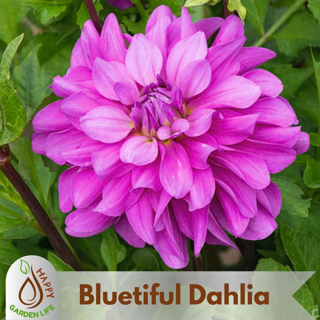 20+ Seeds| Bluetiful Dahlia Seeds - Perennial - Flowering - Hybrid ...