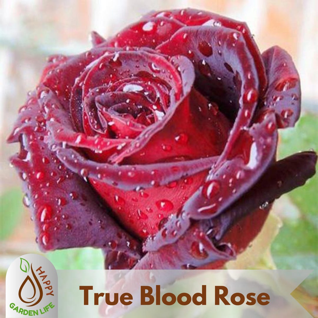 15+ Seeds| True Blood Rose Seeds - Flower Garden - Cold Resistant ...