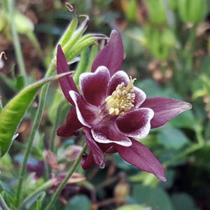 15+ Seeds| William Guiness Columbine Seeds - Cold Resistant - Deciduous ...