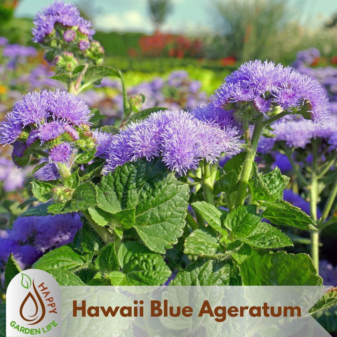 15+ Seeds| Hawaii Blue Ageratum Seeds - Fast Growing - Attracts ...