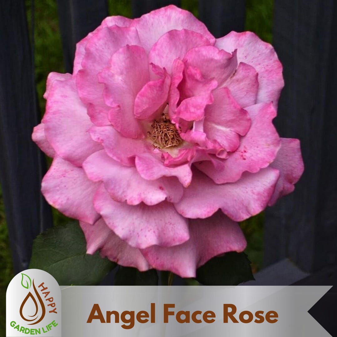 15+ Seeds| Angel Face Floribunda Rose Seeds - Flower Garden - Deciduous ...